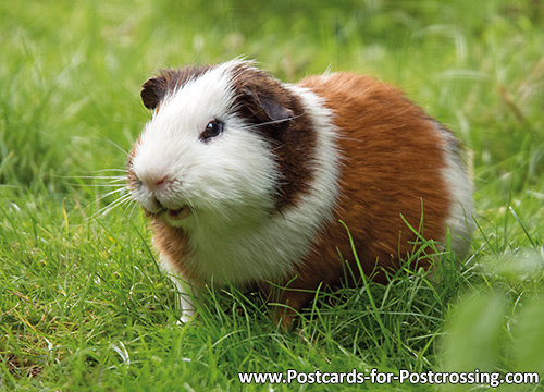 Cavia kaart - Prachtige ansichtkaart van een cavia